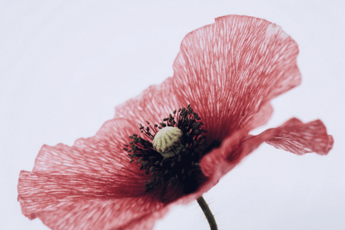 Placeres Sencillos de Marzo - Protea Estudio